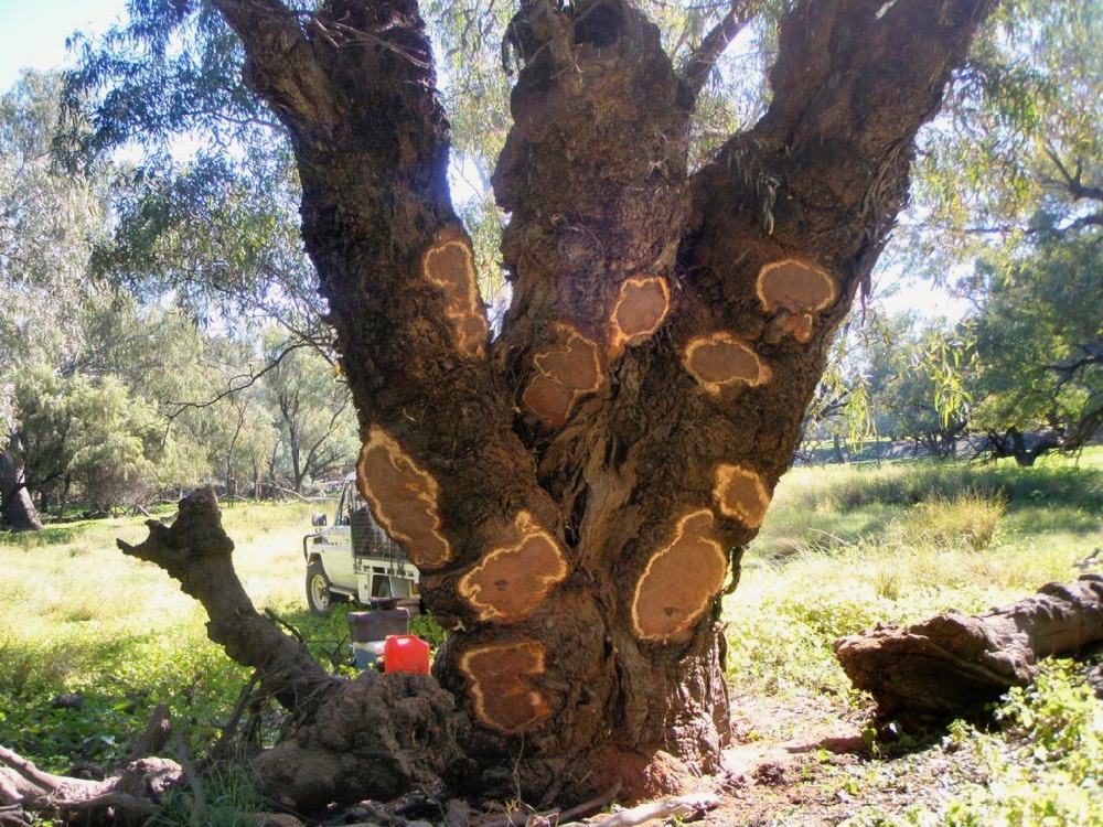 AustralianBurls.com - Burl Harvesting