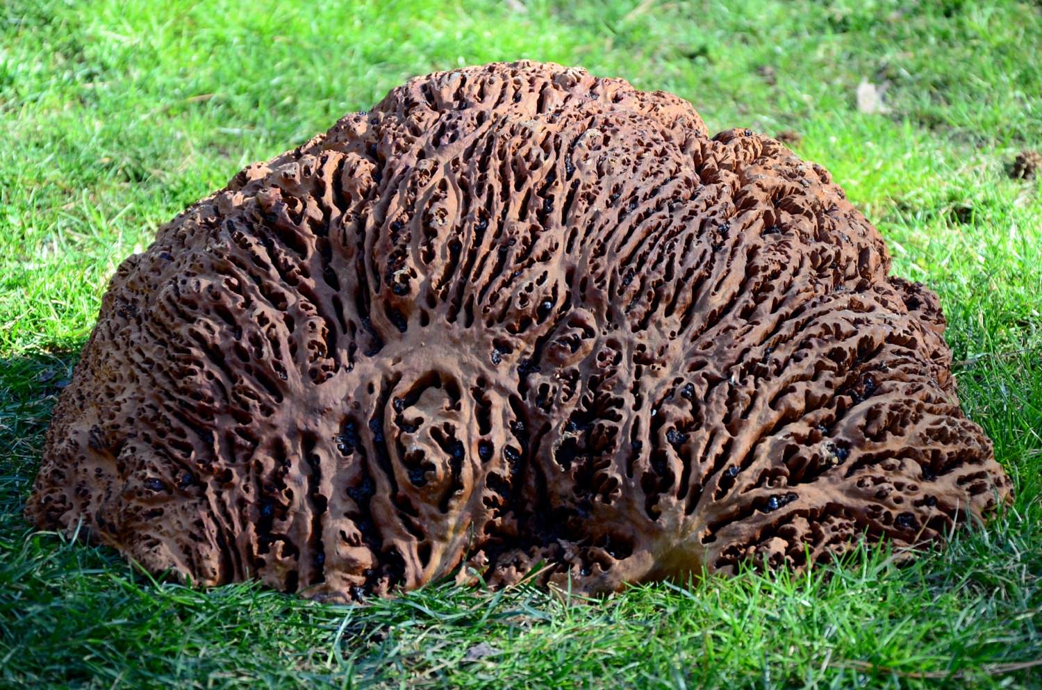 AustralianBurls.com - Giant Mallee Burl Current Inventory